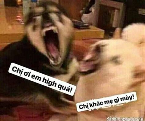 Mona Lisa đội Giỏ Quê Vl Ảnh Chế Meme