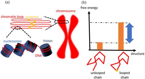 A Schematic Of A Chromosome Composed Of Consecutive Chromatin Loops
