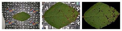 leaf disease classification using deep learning and image segmentation