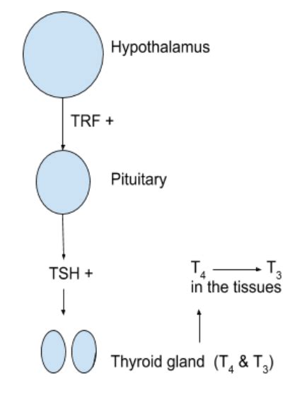 thyroid hormone replacement part i scott resnick md