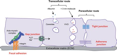 Endothelial Barrier In Normal And Tumor Vessels The Endothelial
