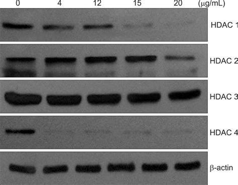 Expression Levels Of Histone Deacetylase Hdac Isoforms In Skov3 Cells