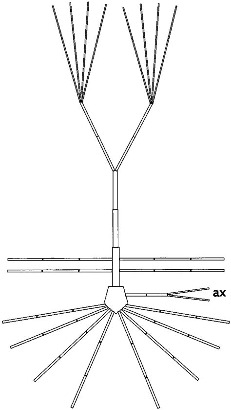 Compartmental Structure Of Model Layer 2 3 Pyramidal Neuron There Are