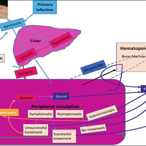 Diagram Showing The Multiplex Pcr Approach [46] Multiplex Pcr Is A