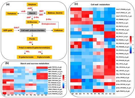 Ijms Free Full Text Integrative Metabolomic And Transcriptomic
