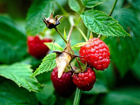 Greenhouse Gardening How To Grow Raspberries Greenhouse Emporium