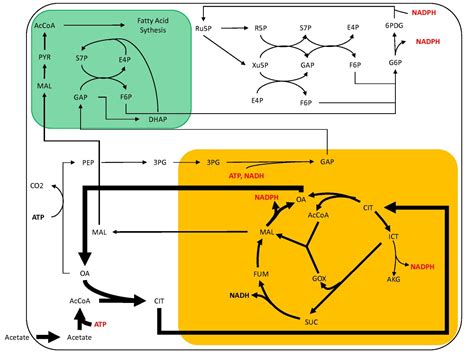 Flux Balance Analysis Of Primary Metabolism In Chlamydomonas