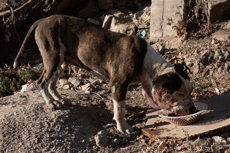 Guerrero Hay Al Menos 400 Mil Perros Y Gatos En Situación De Calle