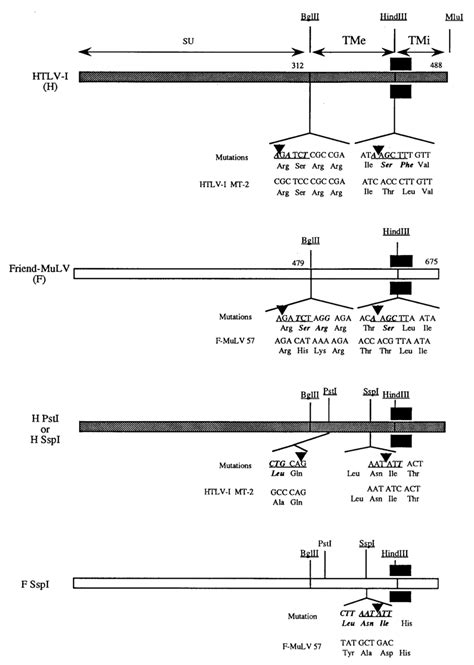 Modifications Of Htlv 1 And F Mulv Envelope Genes To Introduce New