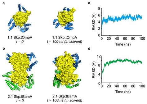 Molecular Dynamics Simulations Of 1 1 And 2 1 Skp Omp Complexes In