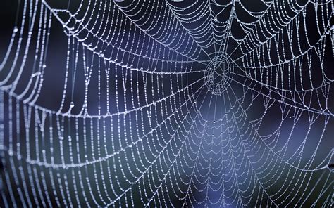 Spider Web Nature Dew Water Drops Spiderwebs Hd Wallpaper