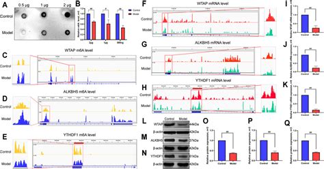 Frontiers Comprehensive Analysis Of The Transcriptome Wide M6a