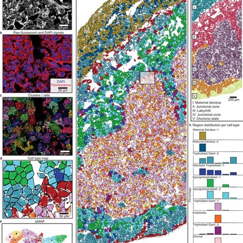 clustermap multi scale spatial clustering analysis of in situ