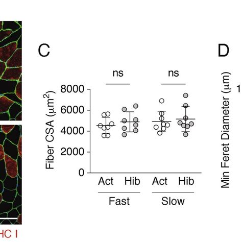 Body Weight And Muscle Fiber Cross Sectional Areas Active Vs