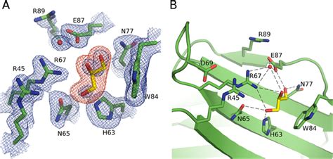 Crystal Structure Of Galectin 4n Glycerol Complex A Simulated