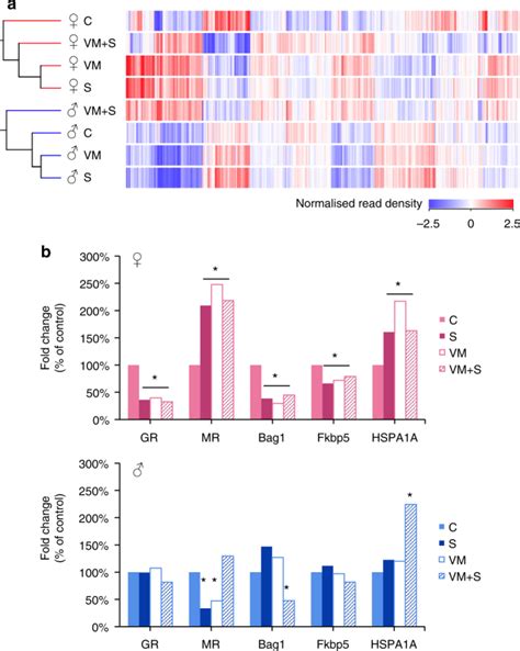 A Sexually Dimorphic Pre Stressed Translational Signature In Ca3