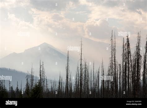 Quema De Bosques Boreales Y Un Incendio Forestal Que Asola El Pulpo