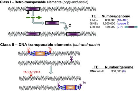 2 Transposable Elements In The Human Genome Transposable Elements