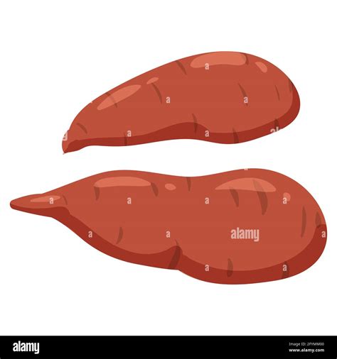 Sweet Potato Natural Healthy Organic Nutrition Product Vector Doodle