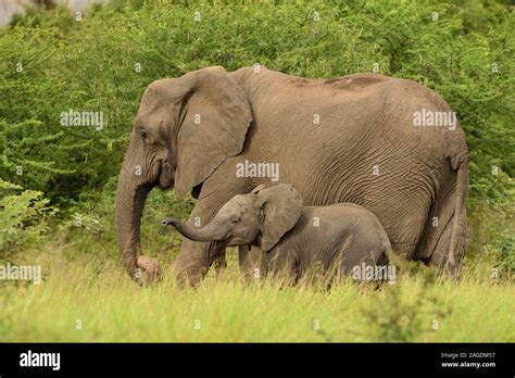 Elefante Bebé Jugando Con Su Madre En Medio De Los Campos De Hierba En