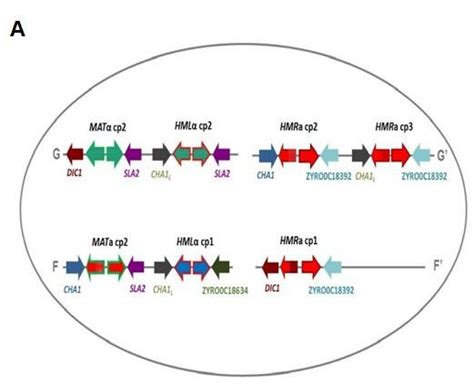 Inferred Chromosomal Arrangements Of Mating Type Loci Mtl In Atcc