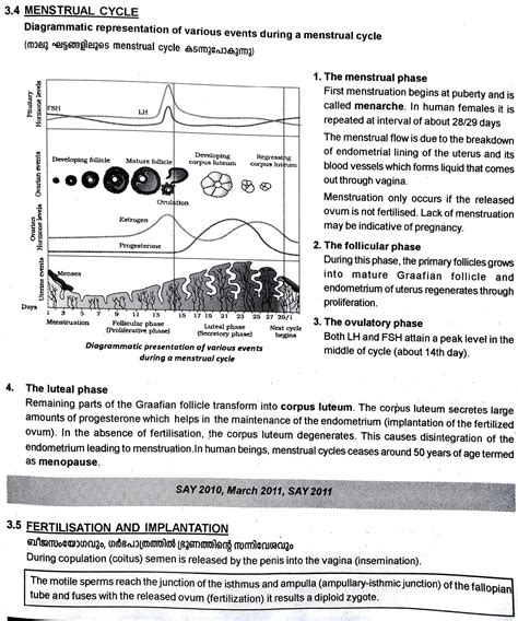 Menstrual Cycle Fertilisation And Implantation 3 Menstrual Cycle