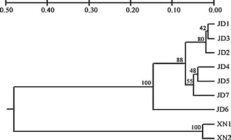 Upgma Dendrogram Of The Isoetes Sinensis Populations Based On Rogers