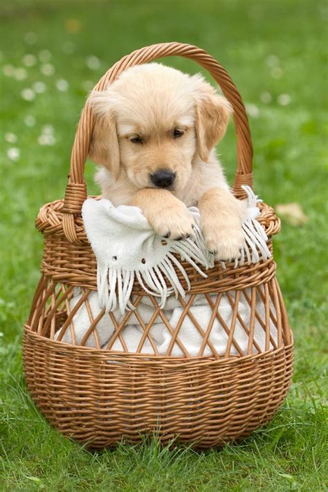 Filhote De Cachorro Na Cesta Foto De Stock Imagem De Fundo Cesta