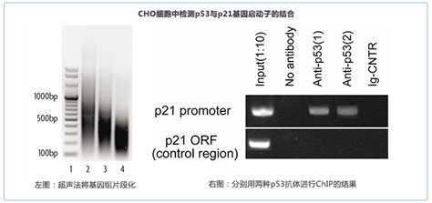Chip Qpcr Chip Qpcr基因表达调控解析之利器 价格 分析测试百科网服务谱