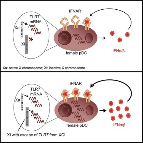 Heterogeneous Escape From X Chromosome Inactivation Results In Sex