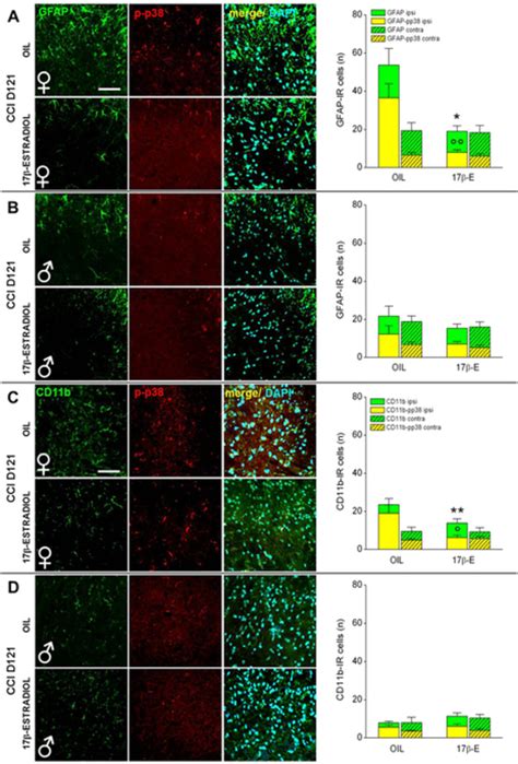 Sex Dependent Differences In The Expression Activation Of Spinal