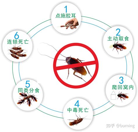 如何有效杀灭家中的蟑螂？一文教你彻底学会如何利用杀蟑饵剂轻松除蟑螂 知乎
