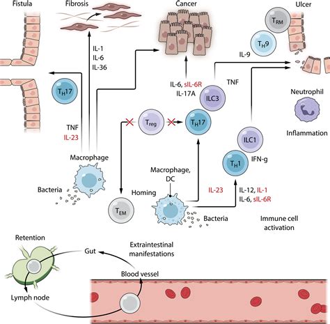 Targeting Cytokines In Inflammatory Bowel Disease Science