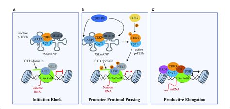 Cdk9 Function In Rna Pol Ii Activation And Gene Transcription A