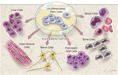 suddenly 64 stem cell lines cardiology jama jama network