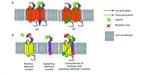 Schematic Representation Of Possible Options For Gpcr Activation A