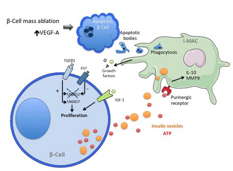 Homeostatic Crosstalk Between Pancreatic β Cells And Islet Macrophages
