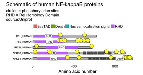 R For Biochemists Using Drawproteins For Draw Nf Kappab Proteins