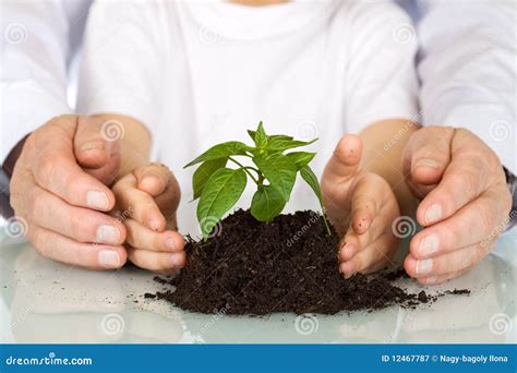 Plante Un Concepto Del Ambiente De La Planta De Semillero Hoy Imagen