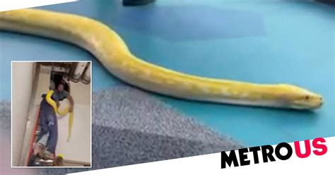 giant python missing for two days found in hole in wall inside mall