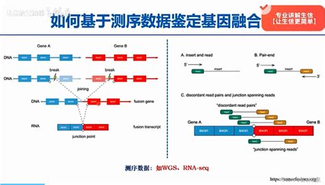 基因变异类型and基因融合 Gene Fusion的种类及注释 Csdn博客