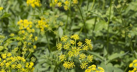 Beware The Poison Parsnip Health Officials Warn Of Common Roadside