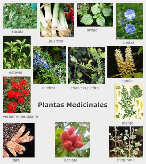 Plantas Medicinales Con Sus Nombres Y Dibujos Imagui