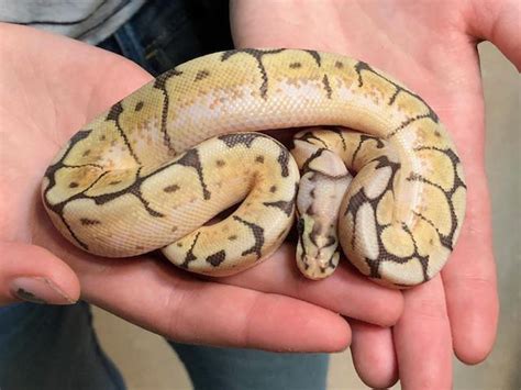 z out of stock humble bee ball python cb python regiu
