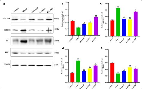 Effect Of Szrd On The Aβ Related α β γ Secretases And Degradation