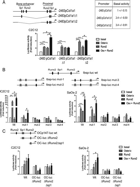 Requirement For Runx2 And Sp1 Binding Sites In Cooperative Activation