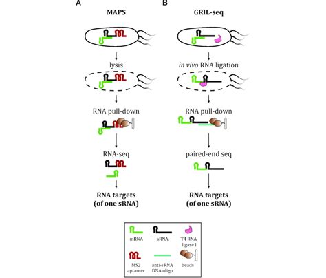 3 Srna Centric Methods To Identify Srna Targets A Ms2 Pulldown Of A