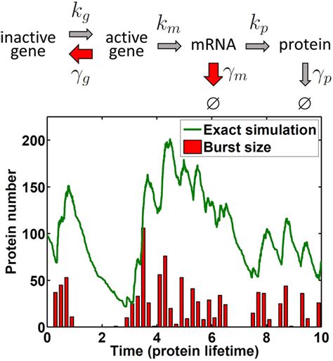 A General Model Of Gene Expression With Burst Productions And Its