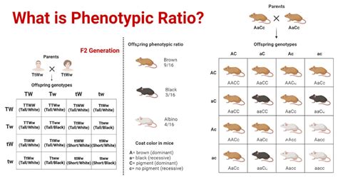 Phenotypic Ratio Definition Calculation Significances Examples