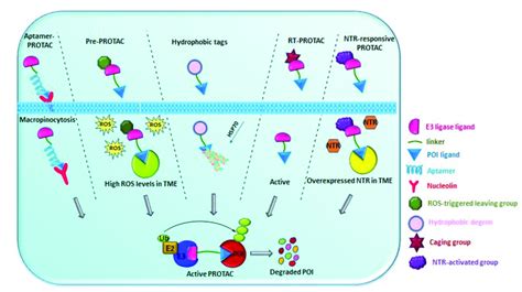 Mode Of Action Aptamer Protacs Upon Recognition By The Cell Membrane